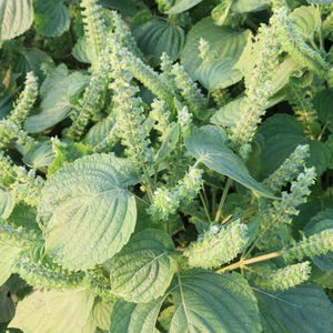 300 GREEN SHISO Aka PERILLA Frutescens Ornamental Herb Seeds Green ...