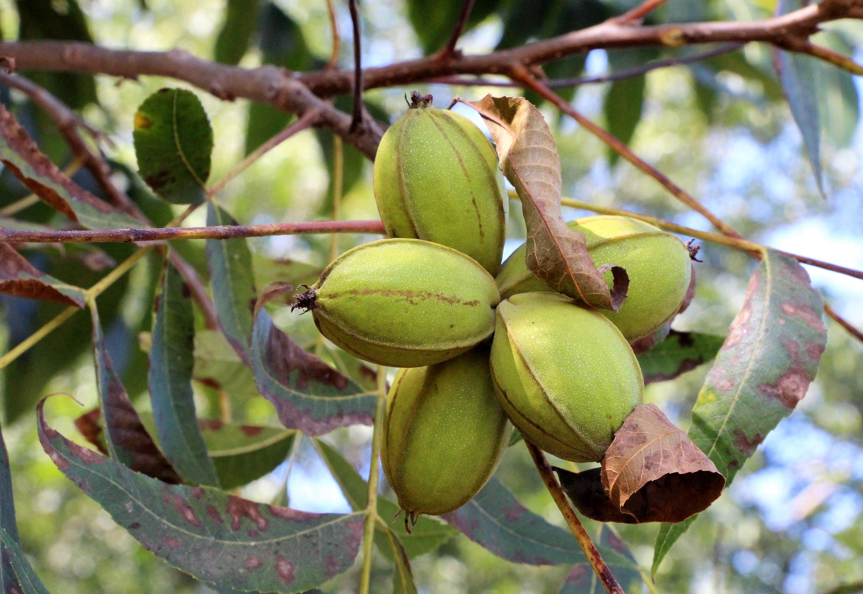 5 HARDY PECAN Tree Carya Illinoinensis King Nut Native Fruit Tree Seeds ...