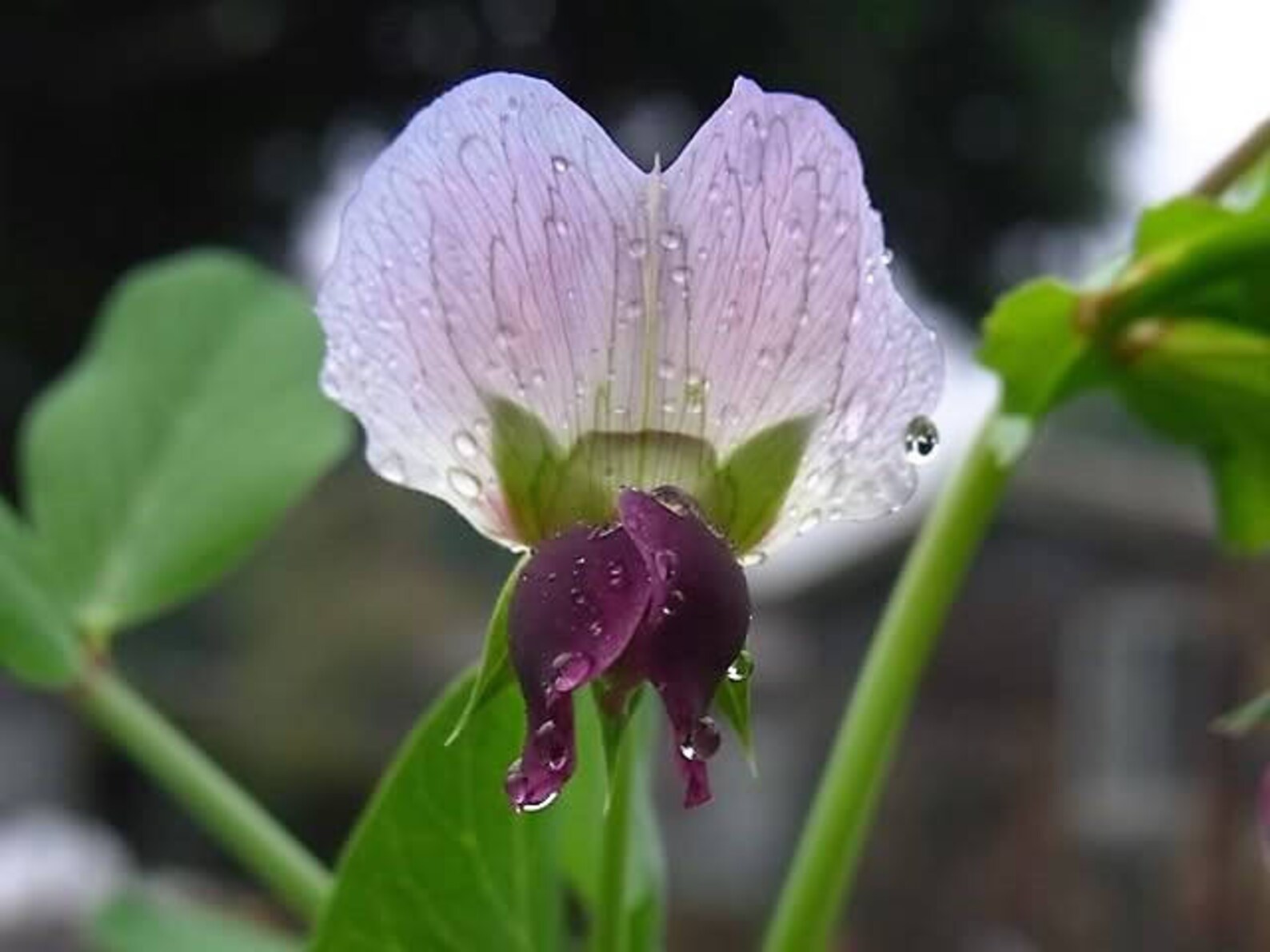 50 AUSTRIAN WINTER PEA Caley Flower Pisum Sativum Ground Cover - Etsy ...