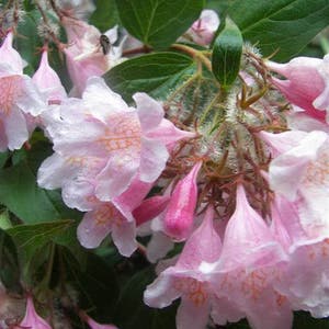 10 BEAUTY BUSH SHRUB Beautybush Kolkwitzia Amabilis Pink & - Etsy