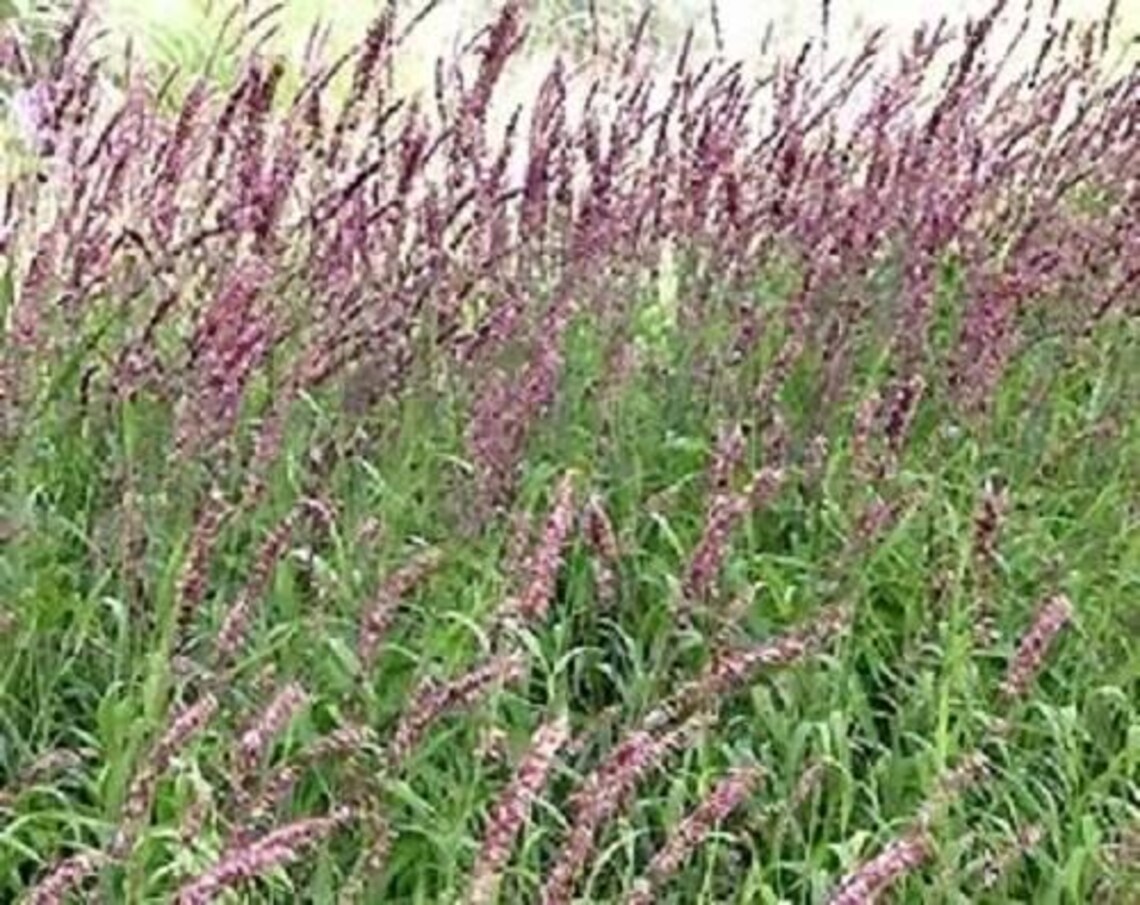 20 RED Spire MELIC GRASS Purple Melica Transsilvanica Flower Seeds - Etsy