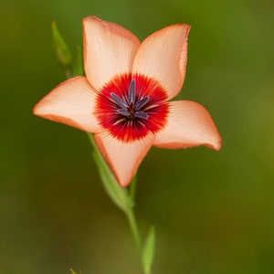 50 SALMON FLAX Linum Grandiflorum 1" Blooms in Salmon Pink With Red ...