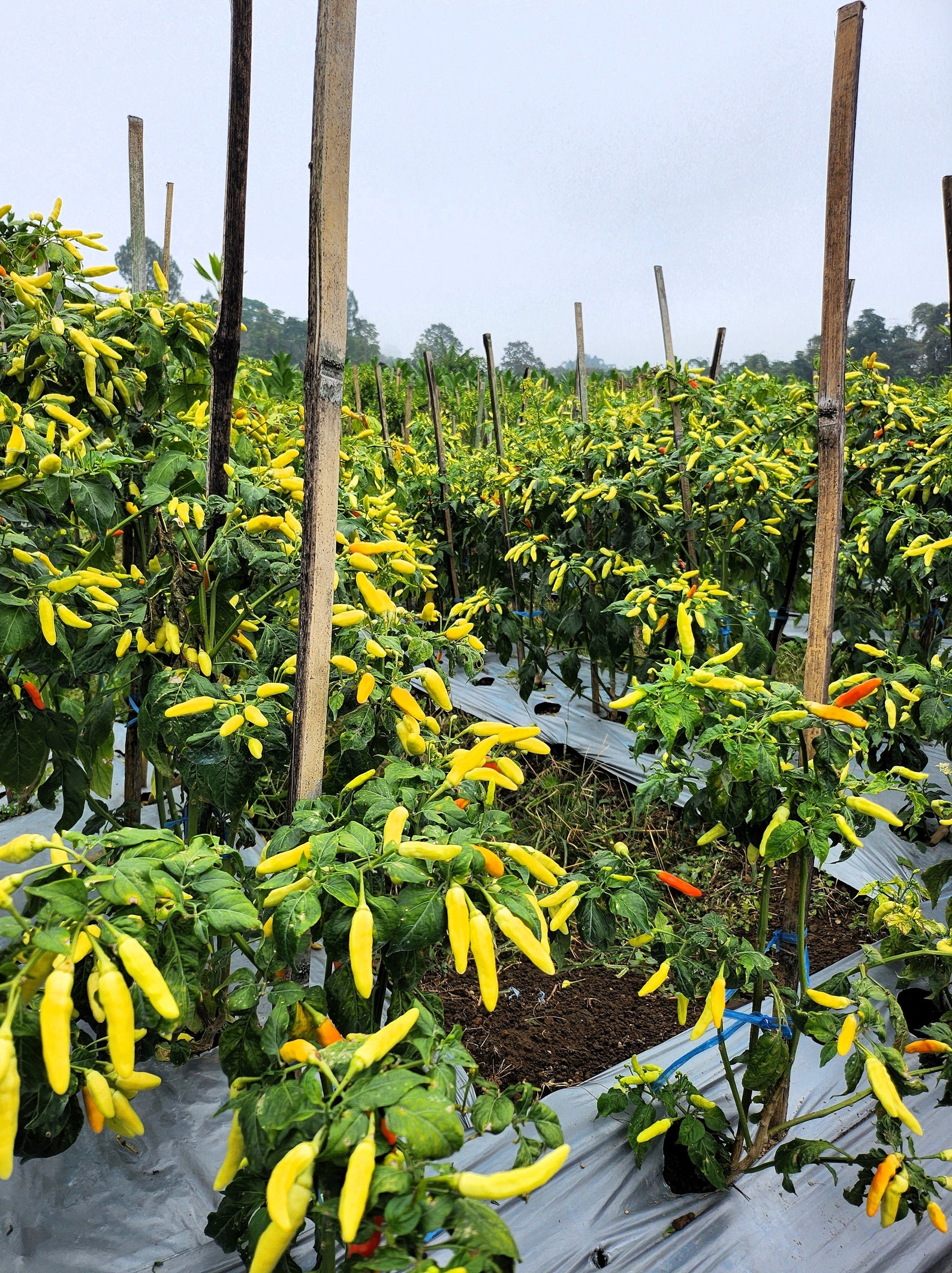 50 GOLDEN CAYENNE PEPPER Hot Yellow Capsicum Annuum Vegetable Seeds - Etsy