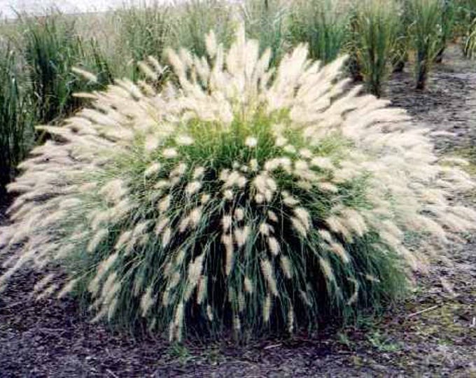 150 SWEET VERNAL GRASS Sweet Grass Vanilla Grass Anthoxanthum Odoratum ...