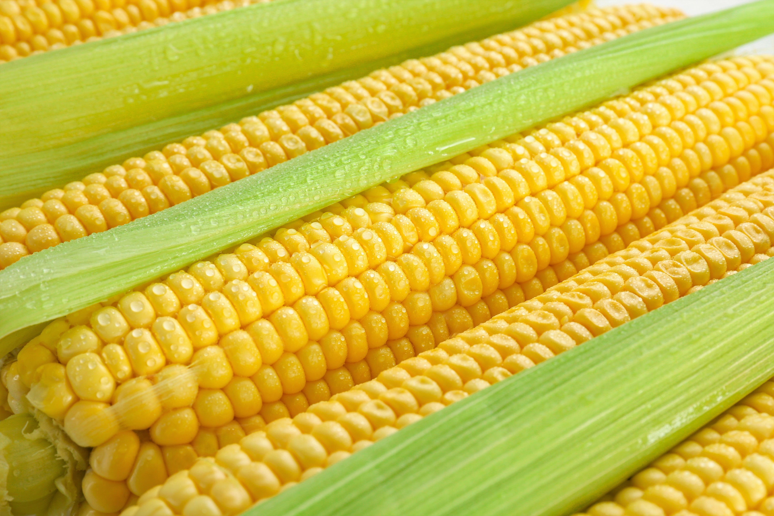 50 HONEY SELECT CORN Sweet Yellow S.E. Sh2 Zea Mays Vegetable - Etsy