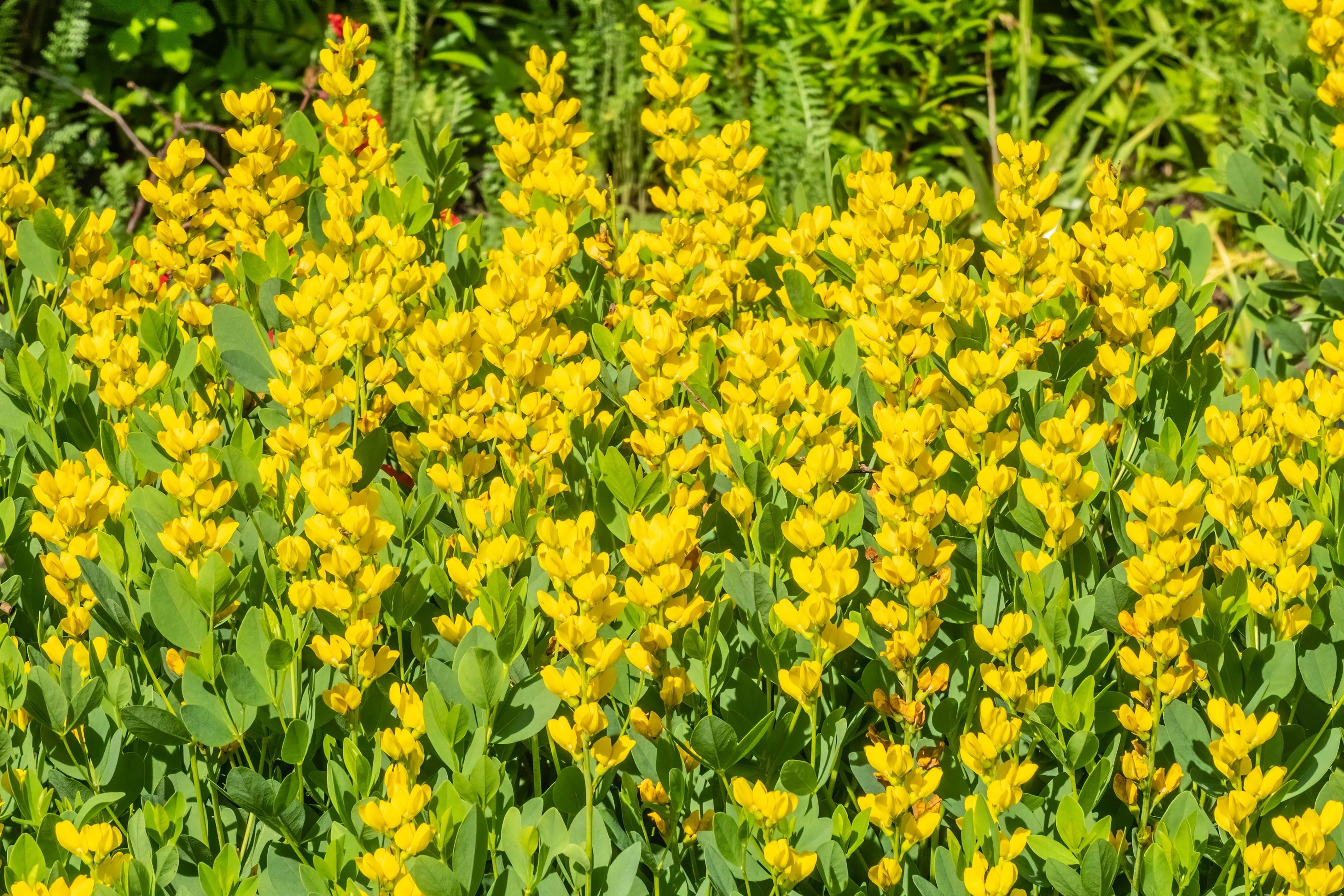 25 YELLOW WILD INDIGO Baptisia Tinctoria False Indigo Flower Seeds - Etsy