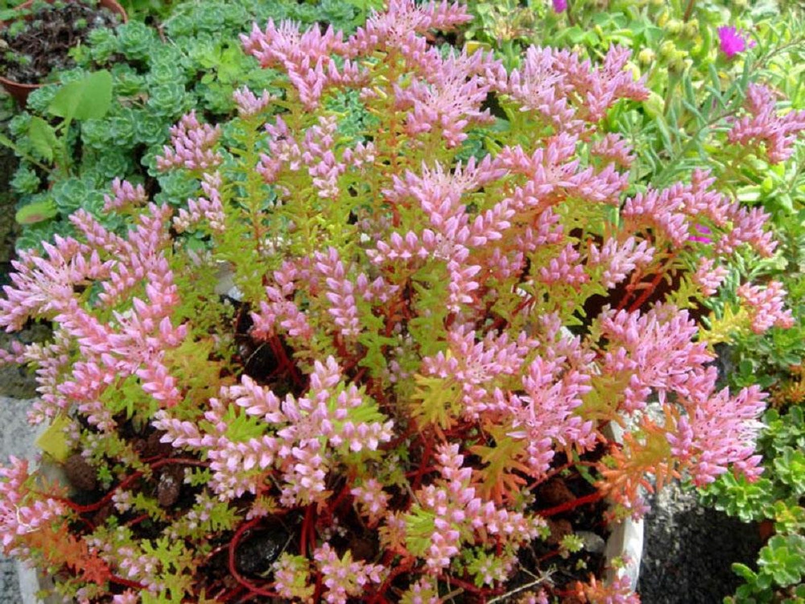 50 SEASTAR / WIDOWS Cross SEDUM Sea Star Stonecrop Sedum Pulchellum ...