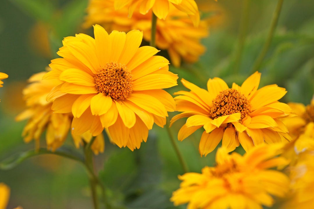 50 SUMMER SUN SUNDROPS Yellow Heliopsis Scabra False Sunflower Flower ...