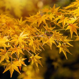20 GREEN JAPANESE MAPLE Tree Ornamental Acer Palmatum Palmate Maple ...