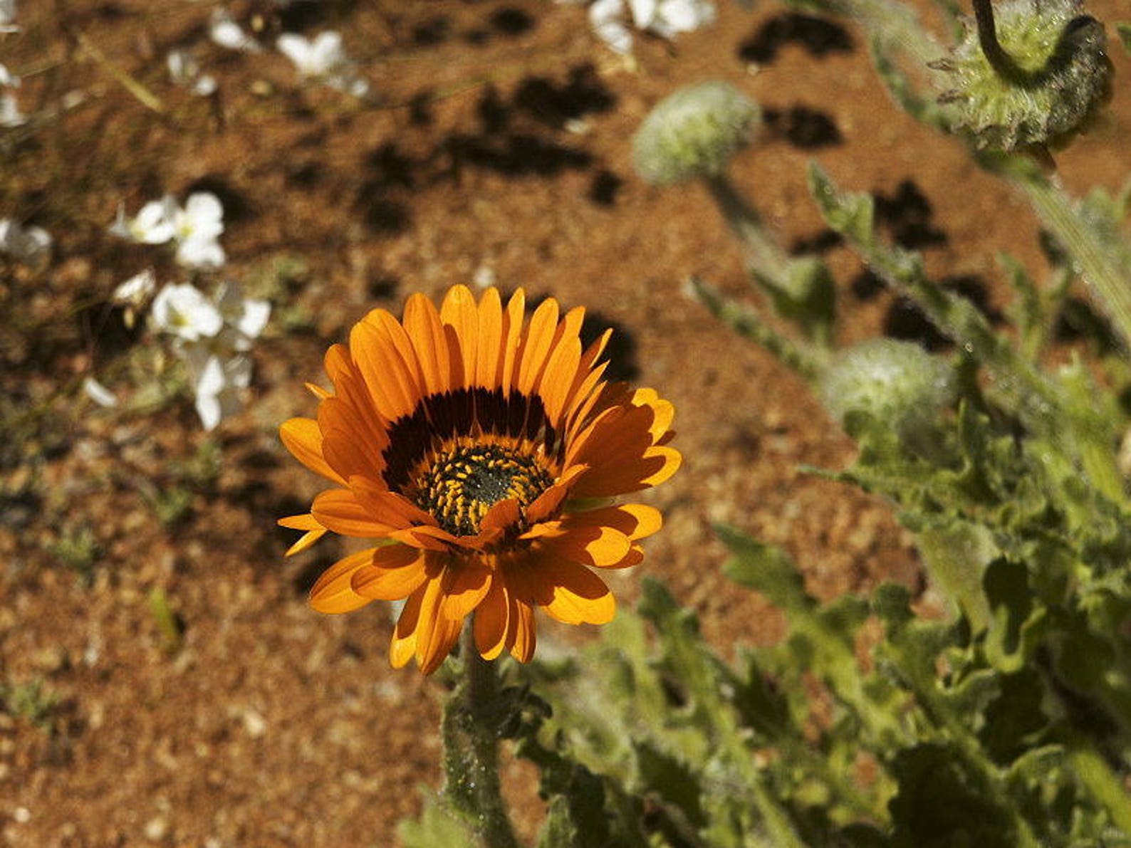 50 ORANGE PRINCE Cape DAISY Monarch of the Veldt Venidium Fastuosum ...