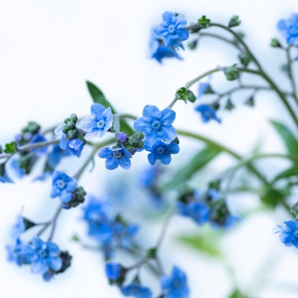 Chinese Forget Me Not - Etsy
