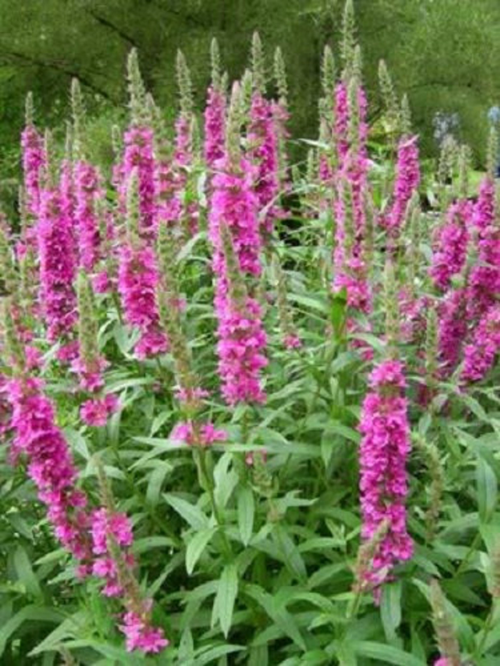 1000 PINK WINGED LOOSESTRIFE Lythrum Alatum Flower Seeds | Etsy