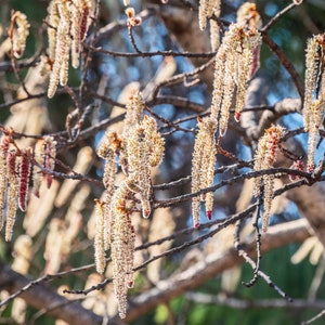 50 Golden QUAKING ASPEN TREE Populus Tremuloides White Bark Yellow Fall ...