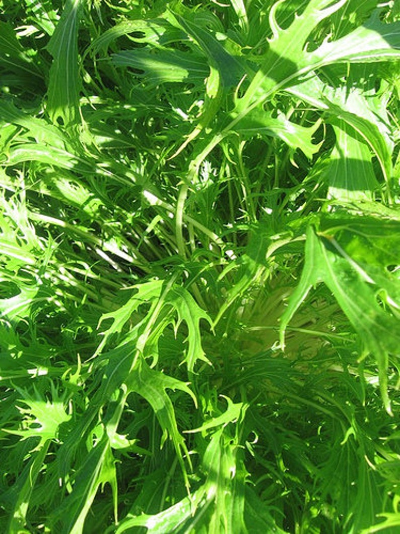 1000 GREEN MIZUNA MUSTARD Japanese Greens Brassica Juncea Herb | Etsy