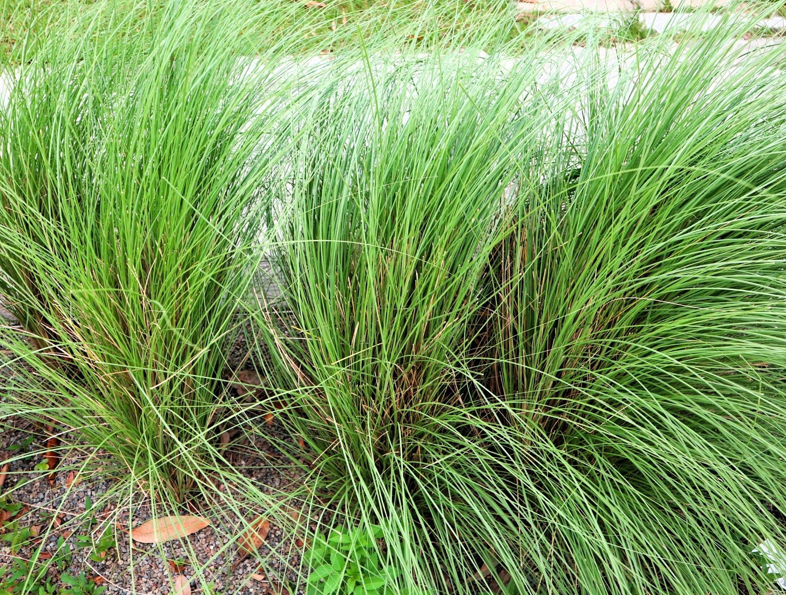 100 PURPLE LOVEGRASS Eragrostis Spectabilis Native Love Grass Flower ...