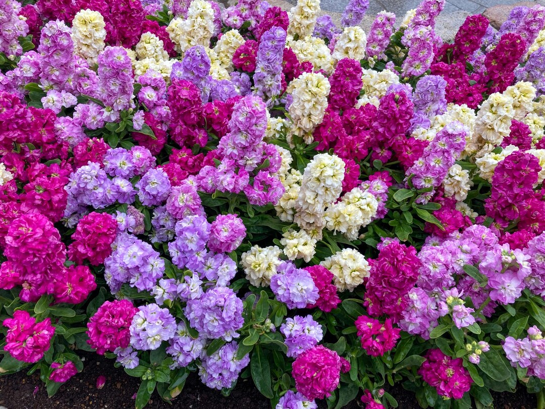 50 MIXED COLORS STOCK Matthiola Incana Ten-week Gillyflower Blue White ...