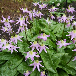 10 PINK FAWN LILY Aka Trout Lily, Avalanche Lily, & Dog's Tooth Violet ...