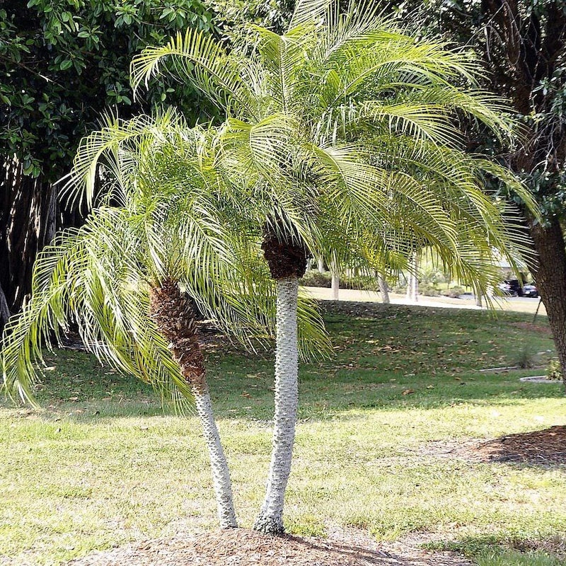 Dwarf Date Palm - Etsy