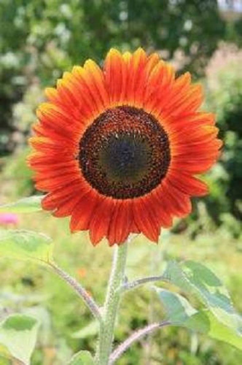 100 Orange EVENING COLORS SUNFLOWER Helianthus Annuus Flower - Etsy