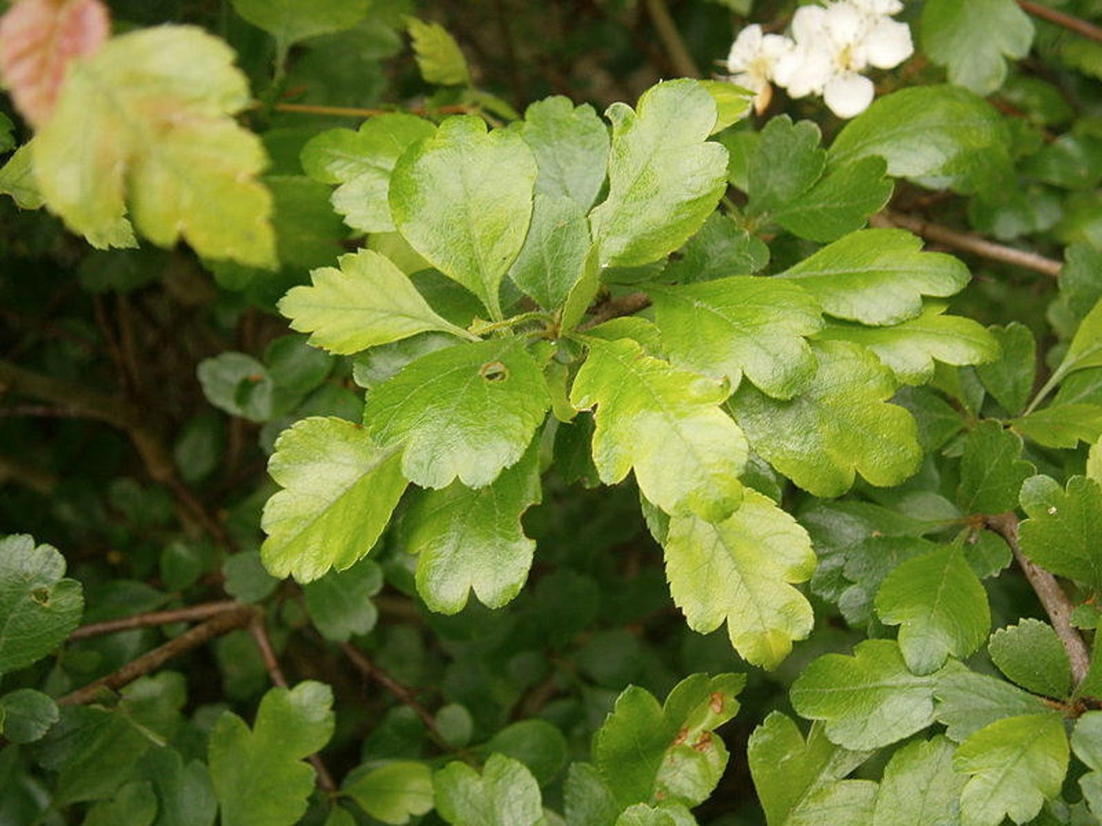 20 ENGLISH HAWTHORN TREE Edible Fruit Flower Mayflower | Etsy