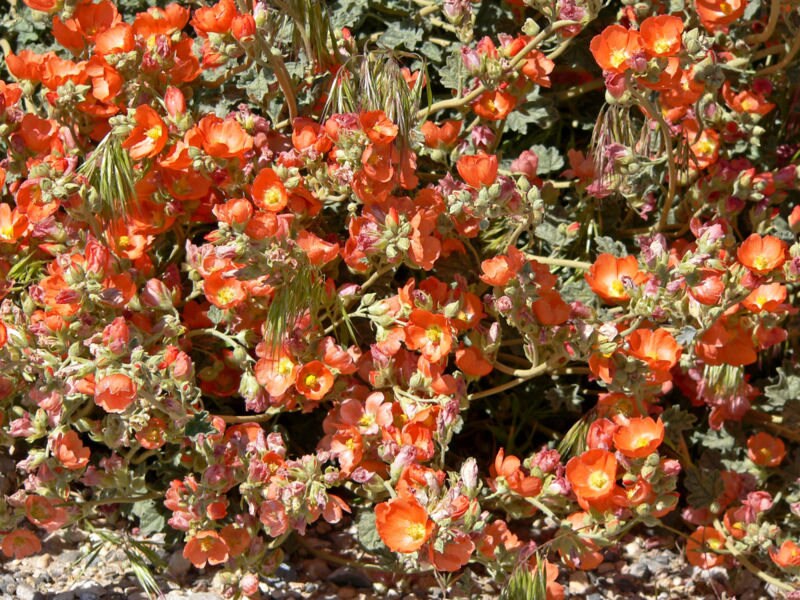 20 Apricot DESERT GLOBEMALLOW Mallow Sphaeralcea Ambigua - Etsy