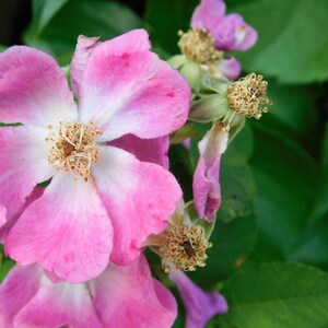 10 CLIMBING MICHIGAN ROSE Rosa Setigera Aka Climbing Prairie or ...
