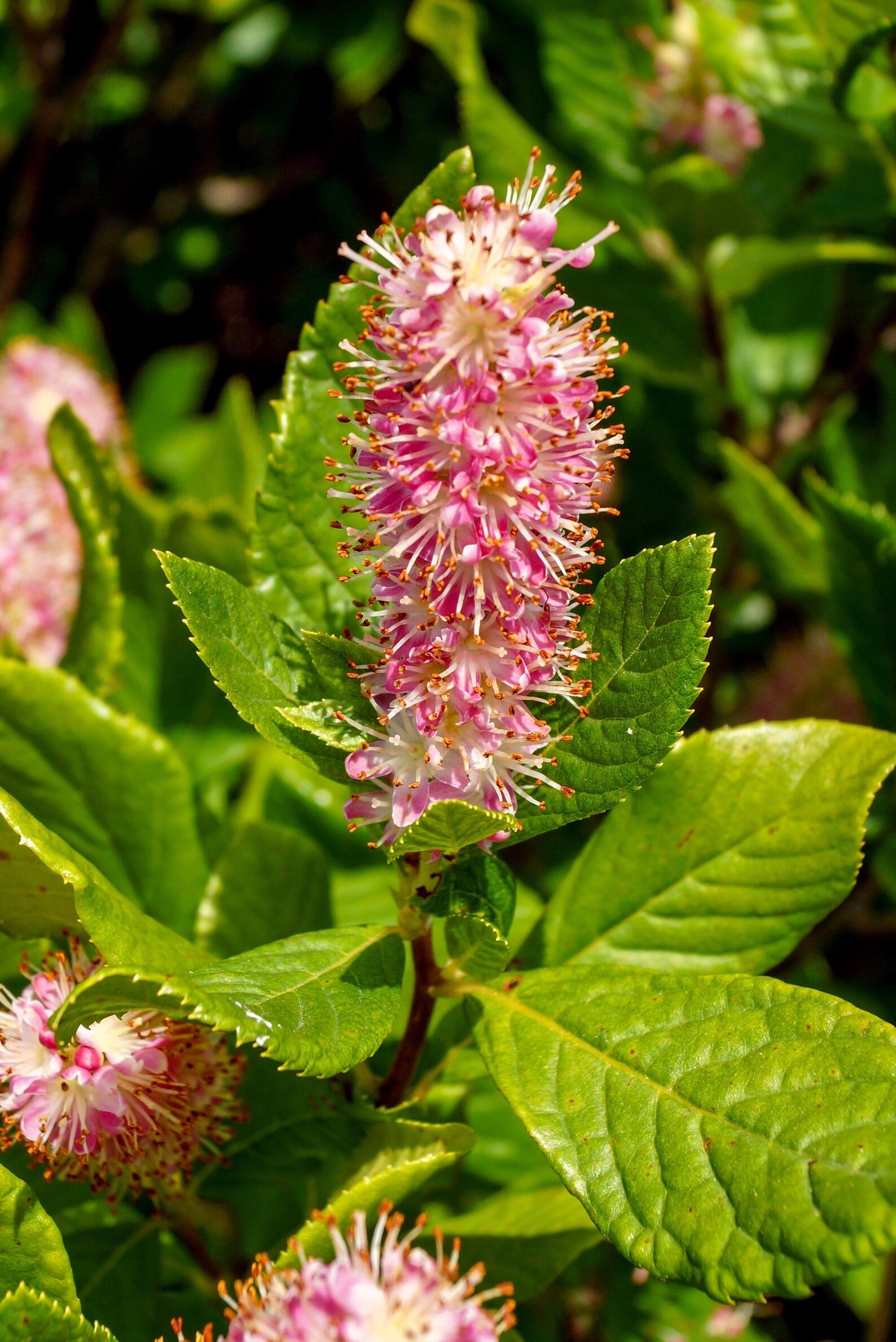 20 Pink SUMMERSWEET BUSH Clethra Alnifolia Rosea Fragrant Flower Shrub ...