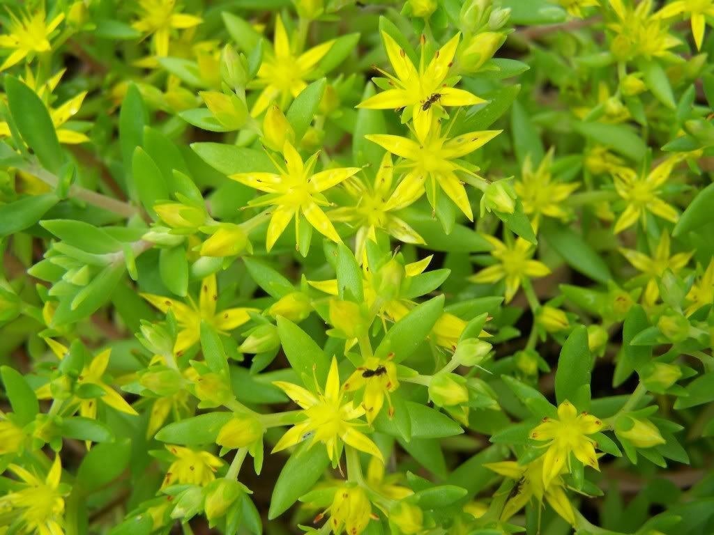 200 GOLDEN CARPET SEDUM Acre Gold Moss Stonecrop Flower Seeds | Etsy