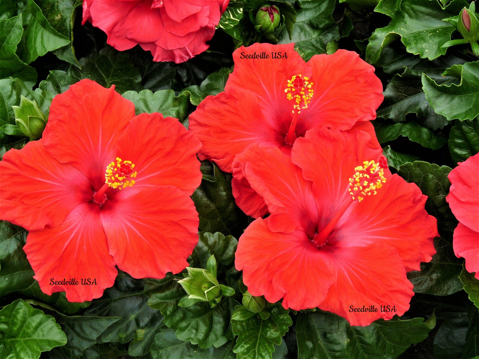 10 Luna RED HARDY HIBISCUS Hibiscus Moscheutos Balhibred - Etsy