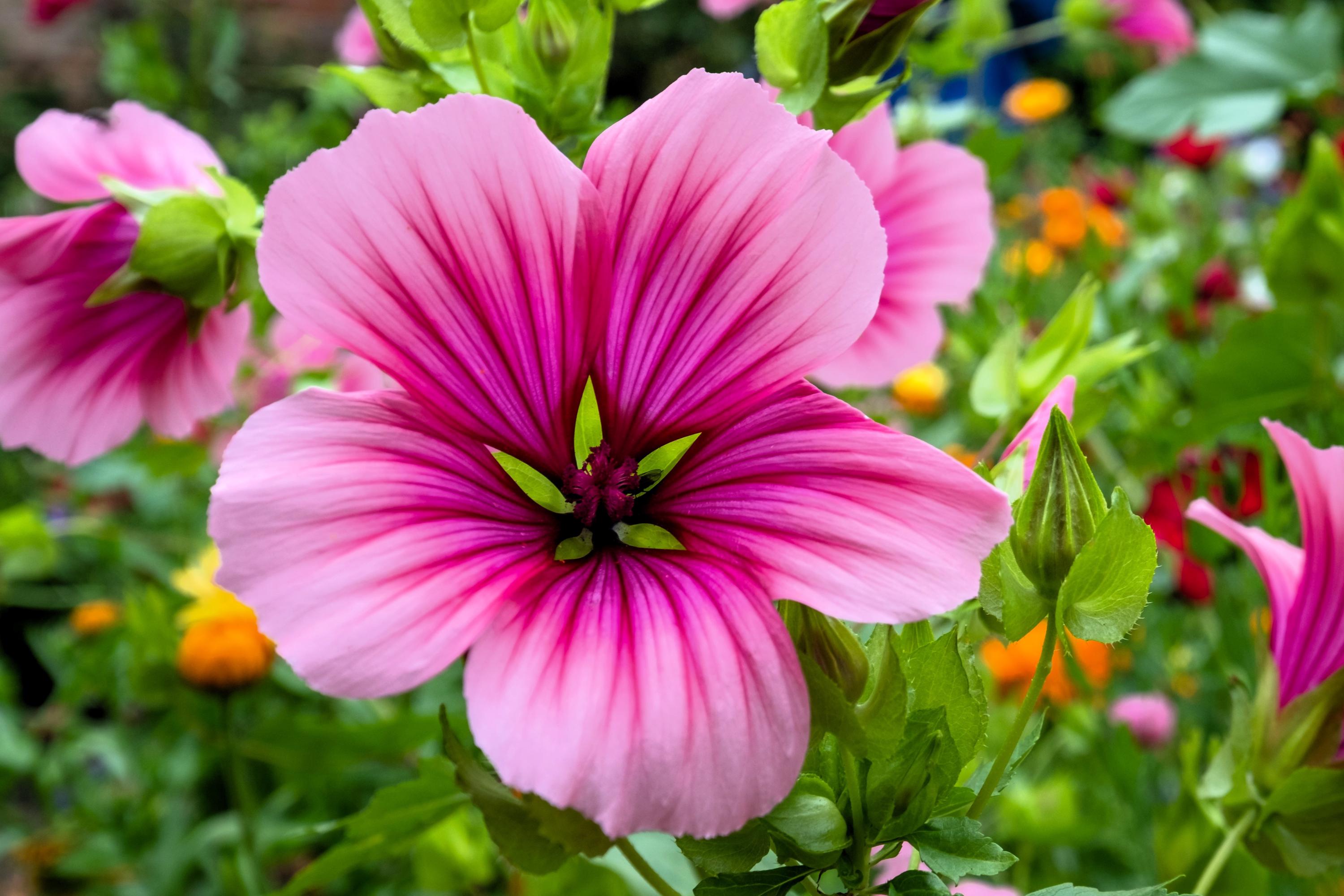 10 VULCAN MALOPE Trifida / Mallowwort / Mallow Flower Seeds *comb S/H ...