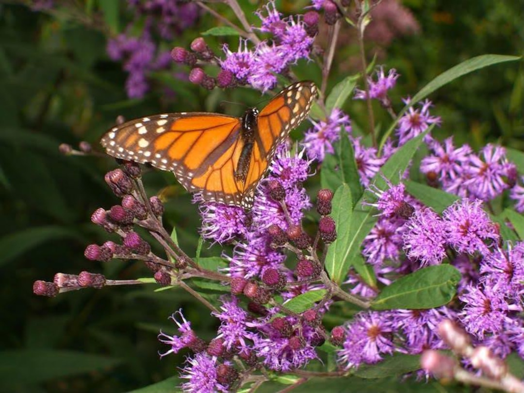 250 PURPLE IRONWEED Prairie Vernonia Fasciculata Flower Seeds - Etsy