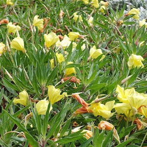 150 DWARF EVENING PRIMROSE ( Missouri Primrose / Ozark Sundrops ...