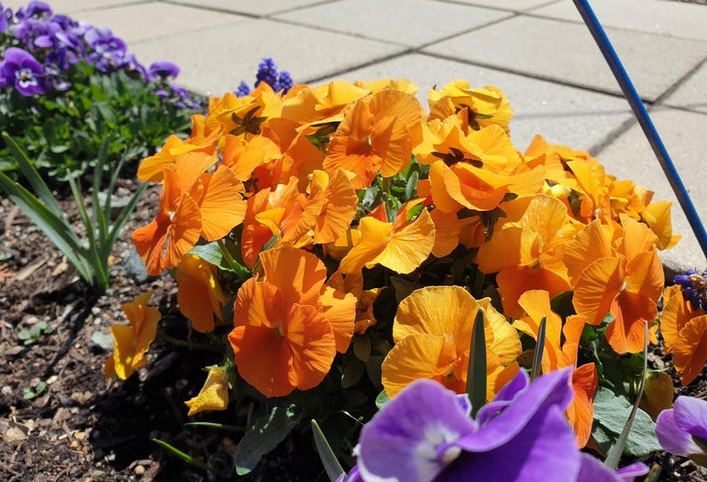 50 ORANGE SUN PANSY Swiss Giant Viola Wittrockiana Flower Seeds - Etsy