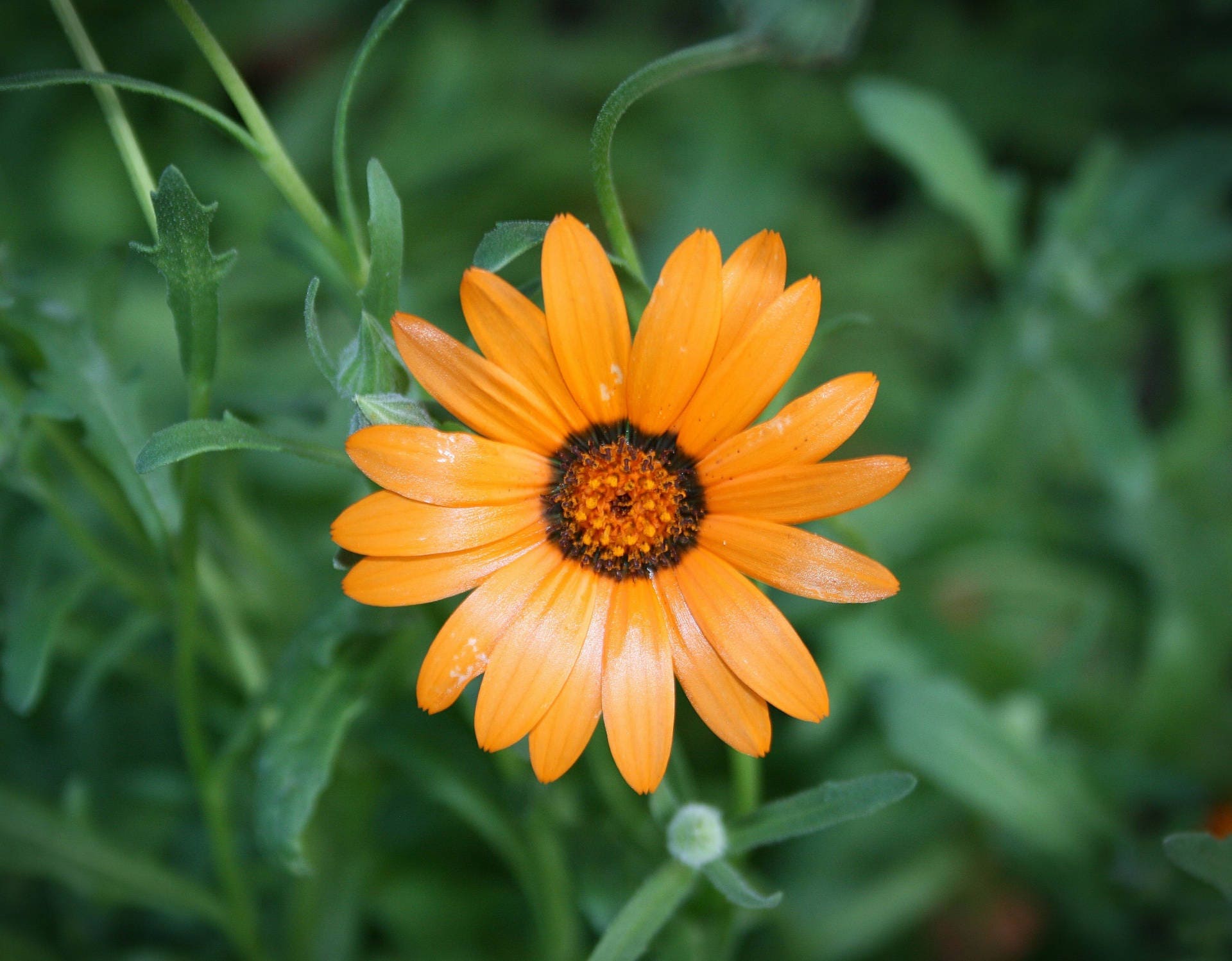 1000 MIXED AFRICAN DAISY Cape Marigold / Sun Marigold - Etsy