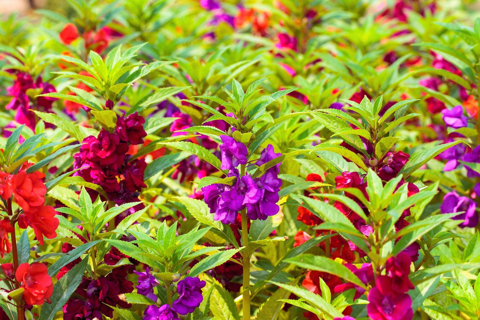 100 Mixed Dwarf TOM THUMB IMPATIENS Balsamina - Sun or Shade - Double ...