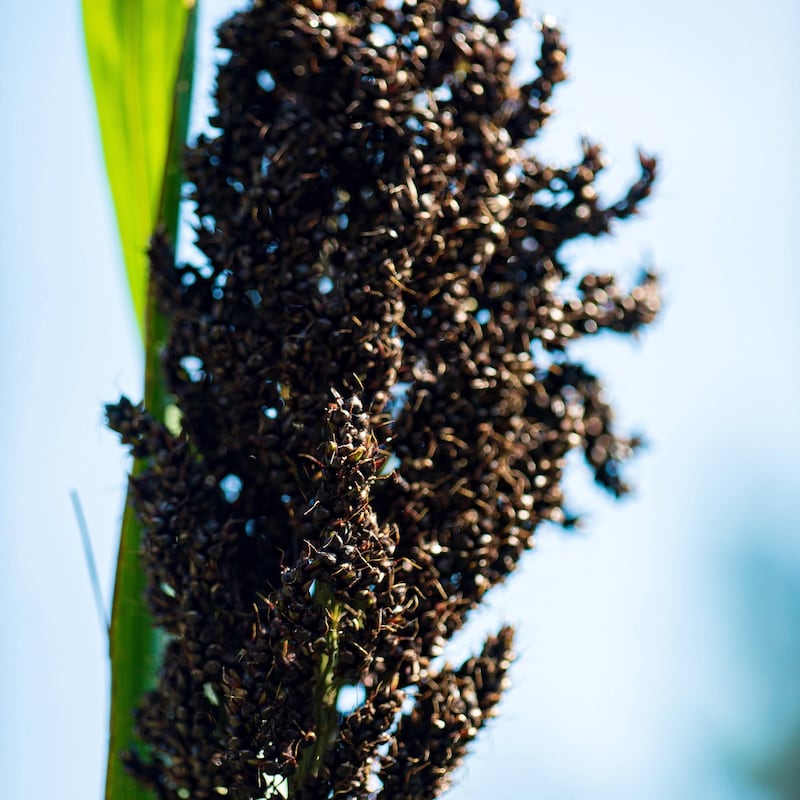 Sugar Cane Plant - Etsy