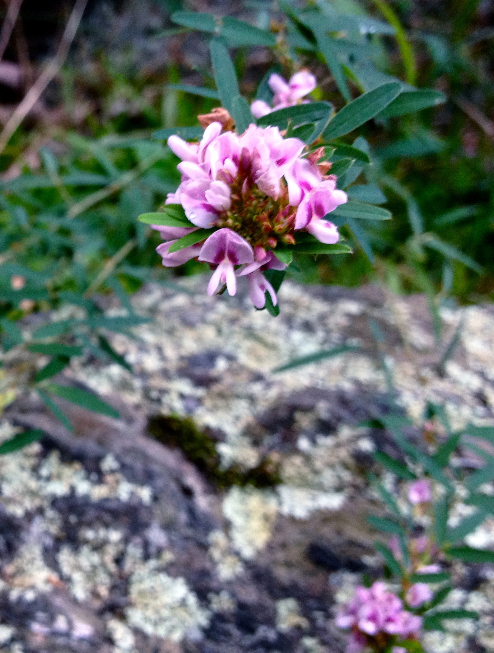 100 SLENDER BUSH CLOVER Lespedeza Virginica Bushclover Native | Etsy