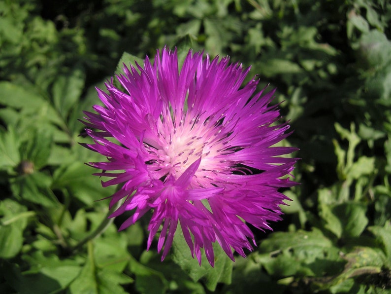 500 MIXED SWEET SULTAN Imperialis Mix Amberboa Moschata | Etsy