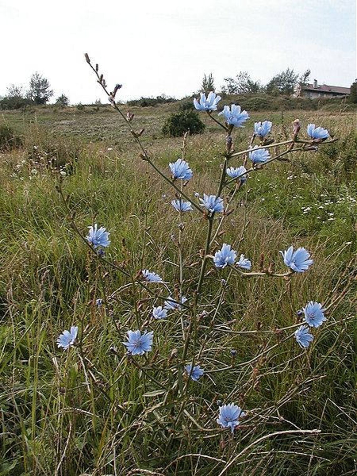 1000 CHICORY blue Daisy / Blue Sailors / Coffeeweed / | Etsy