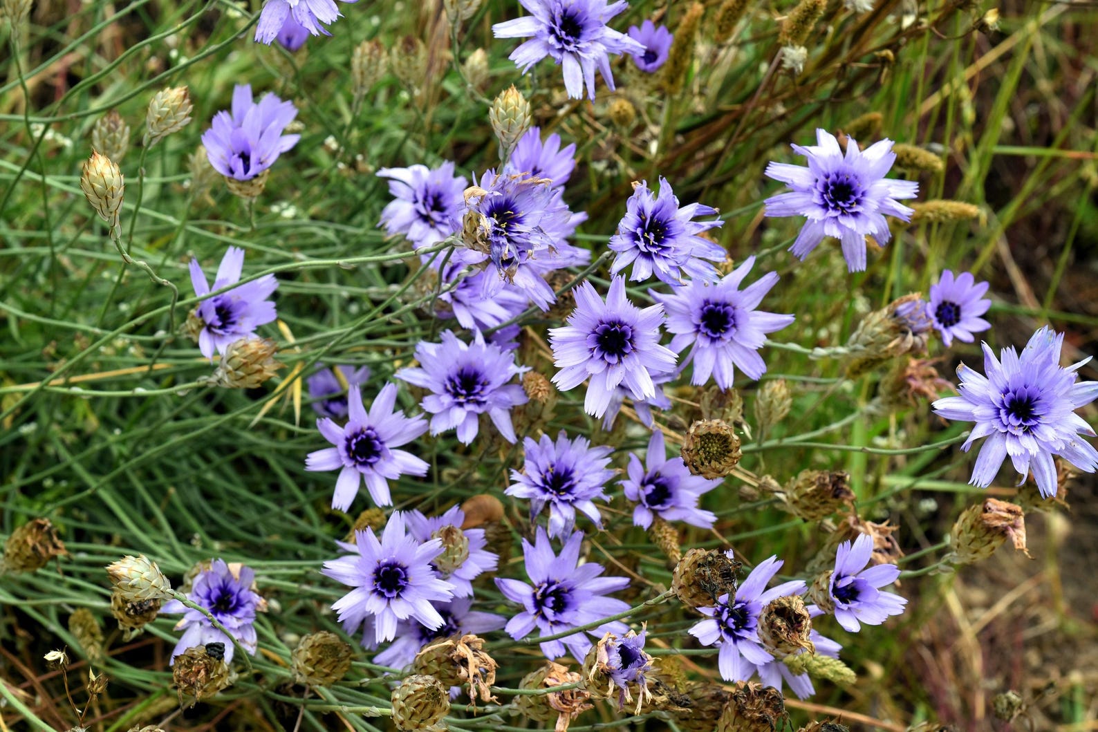20 Blue CUPIDS DART Aka ' LOVE Plant ' Catananche Caerulea Flower Seeds ...