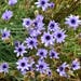 20 Blue CUPIDS DART Aka ' LOVE Plant ' Catananche Caerulea Flower Seeds ...