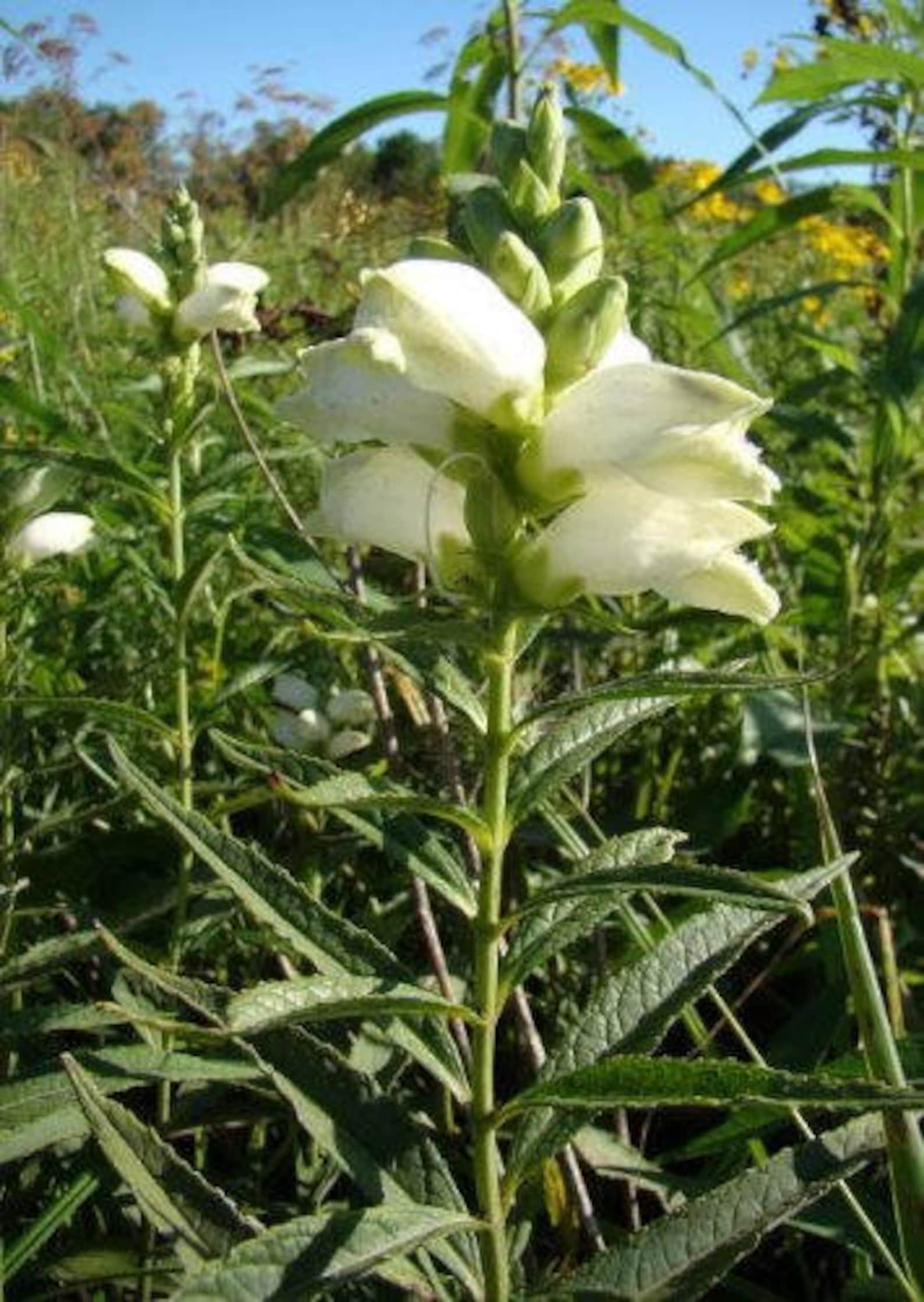 50 WHITE TURTLEHEAD Chelone Glabra Flower Seeds | Etsy Canada