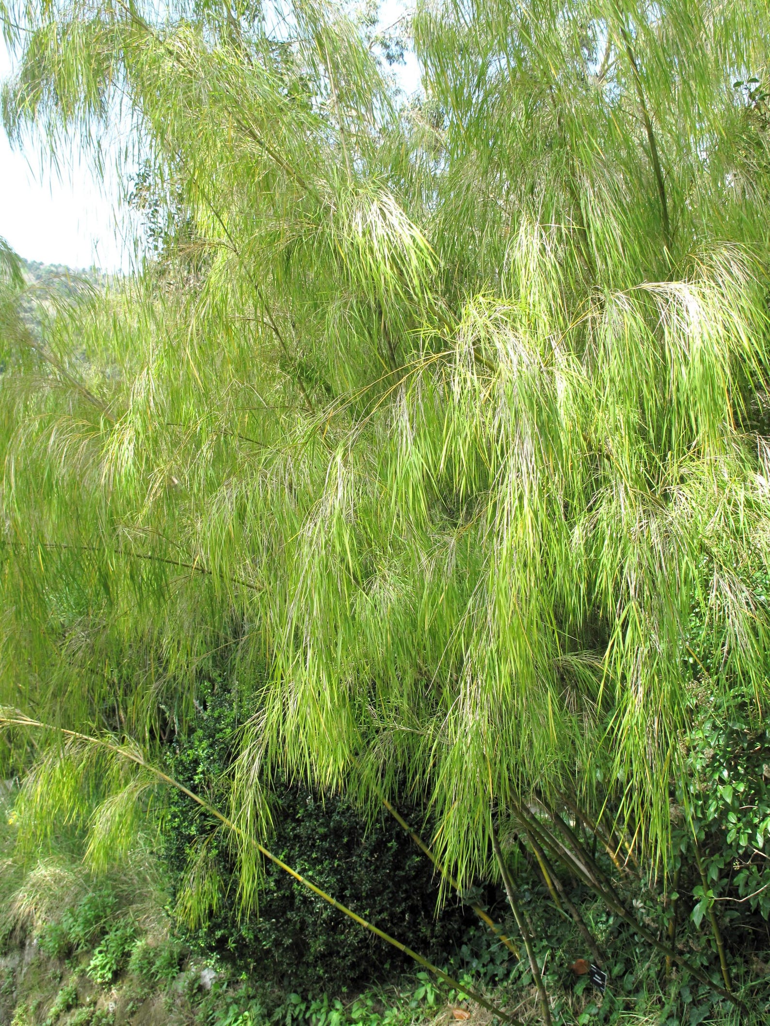 10 MEXICAN WEEPING BAMBOO Otatea Acuminata Rare Seeds - Etsy