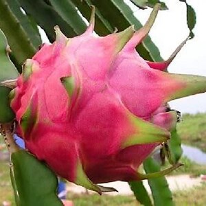 20 PURPLE DRAGON FRUIT pitaya / Pitahaya / Strawberry Pear Hylocereus ...