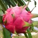 20 PURPLE DRAGON FRUIT pitaya / Pitahaya / Strawberry Pear Hylocereus ...