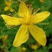 1500 Great SAINT JOHNS WORT St John's Hypericum Pyramidatum Yellow ...
