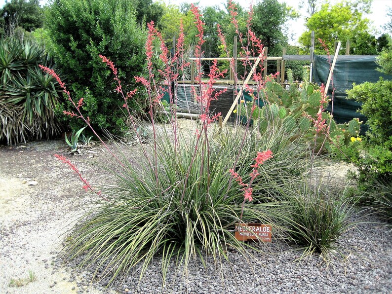 1000 Bulk RED YUCCA Hesperaloe Parviflora Hummingbird Coral | Etsy