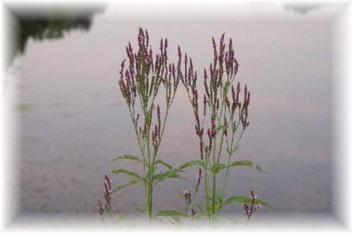 1000 Pink VERVAIN Verbena Hastata Rosea Flower Seeds | Etsy