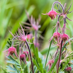 25 PRAIRIE SMOKE Geum Triflorum Purple Prairie Avens Pink Flower Seeds ...