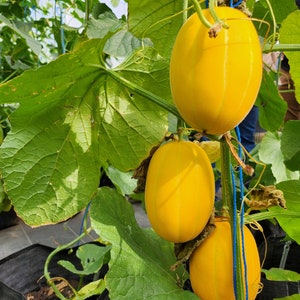 50 Early SILVER LINE MELON Cucumis Melo Yellow Striped Skin White Flesh ...